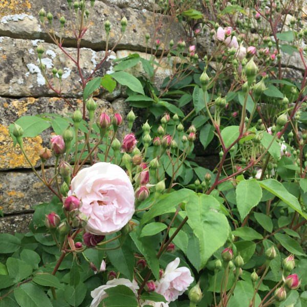 Annie Bee ~The Buzz Of A Like-Minded Woman